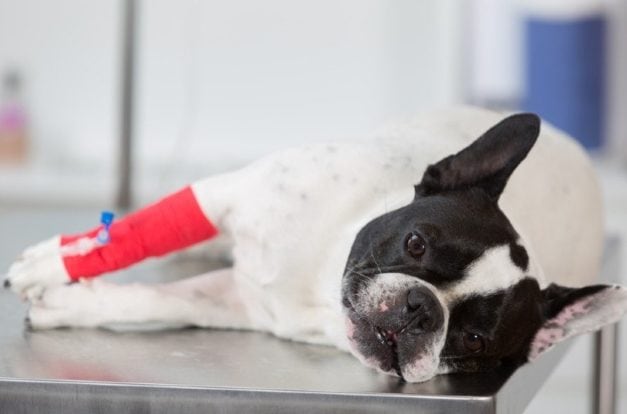 How to Treat a Bleeding Dog: Our Vet Explains First Aid & Emergency ...