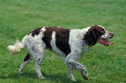 12 French Dog Breeds: Info, Pictures & Origins | Hepper Pet Resources