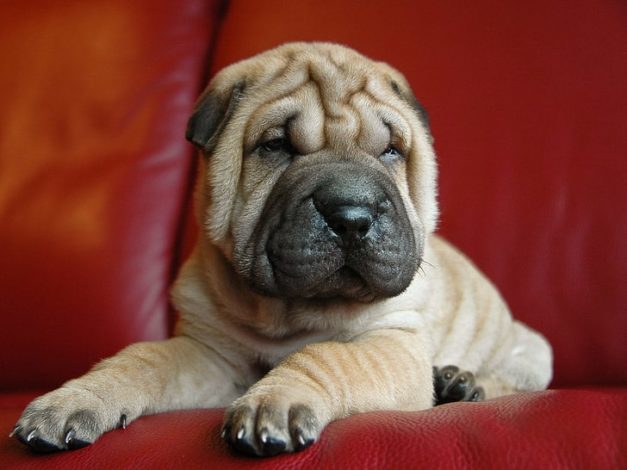Chow Pei (Chow Chow & Shar Pei Mix): Info, Pictures, Characteristics ...