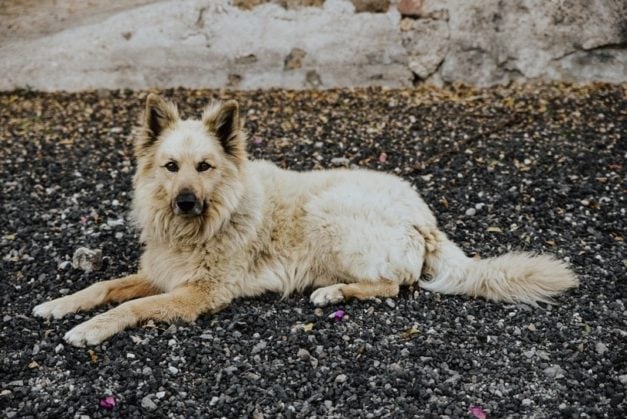 26 Spanish Dog Breeds: Info, Pictures & History of Pups From Spain ...