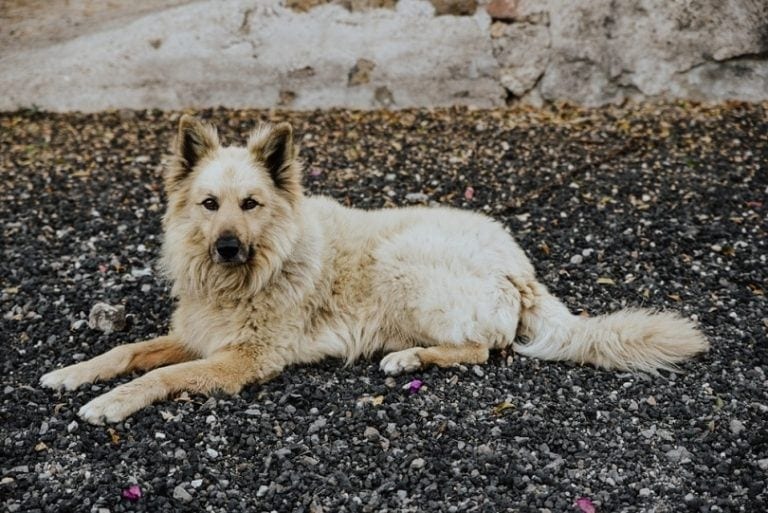 26 Spanish Dog Breeds: Info, Pictures & History of Pups From Spain ...