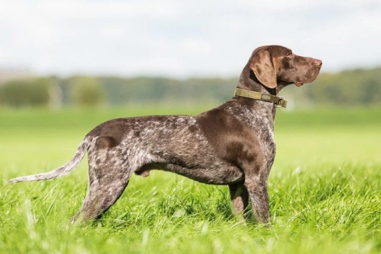 German Shorthaired Pointerpoodle (German Shorthaired Pointer & Poodle ...