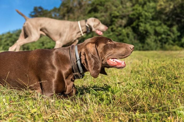 168 Original Names For German Shorthaired Pointers: Ideas for Majestic ...