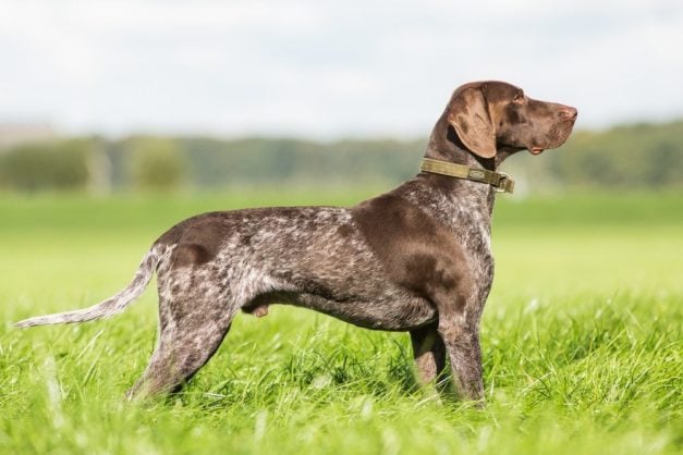 Vizsla vs. German Shorthaired Pointer: The Main Difference (With ...