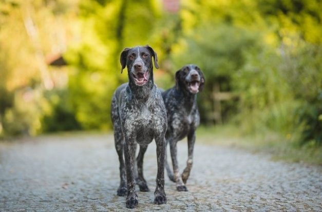 8 German Wirehaired Pointer Colors & Patterns (With Pictures) | Hepper ...