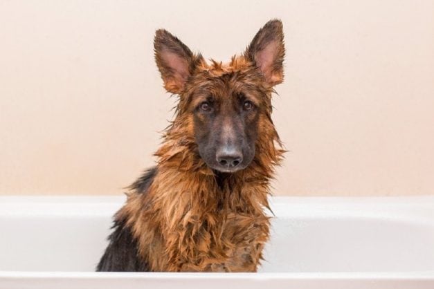 Why Do Dogs Hate Baths? 5 Possible Reasons & Helpful Tips | Hepper Pet Resources