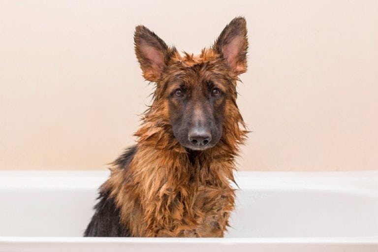 Why Do Dogs Hate Baths? 5 Possible Reasons & Helpful Tips | Hepper Pet Resources