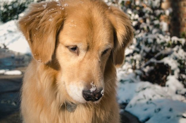 Do Golden Retrievers Get Cold? Vet-Verified Signs & Care of Hypothermia ...