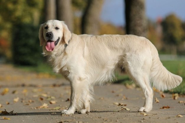 Spangold Retriever Dog Breed Info: Pictures, Personality & Facts ...