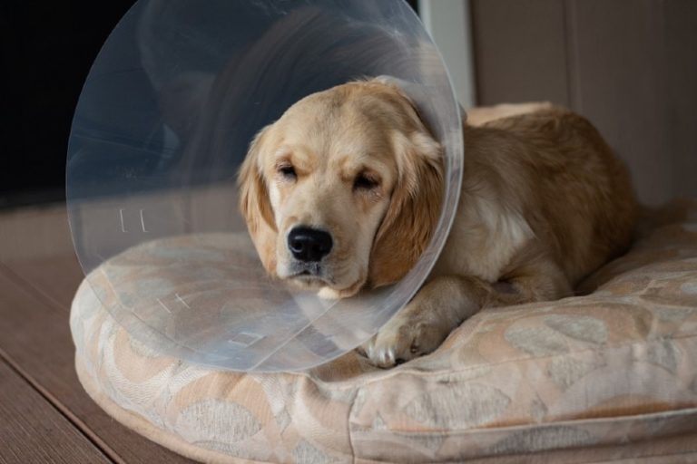 What Is the Cost of a Dog Cesarean Section? 2026 Update | Hepper Pet ...