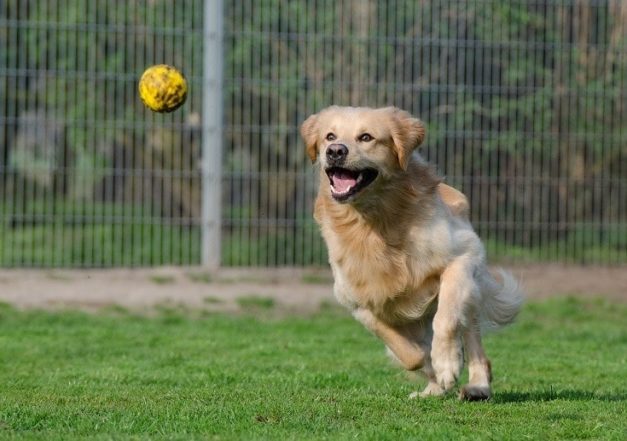 11 DIY Dog Ball Launchers You Can Make Today (With Pictures) | Hepper ...