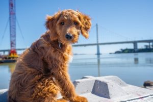 22 Goldendoodle Colors & Patterns (With Pictures) | Hepper Pet Resources