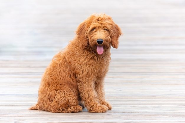 Goldendoodle (Golden Retriever & Poodle Mix): Info, Pictures & Traits ...