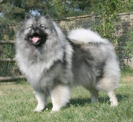 25 Gray Dog Breeds (With Pictures) | Hepper Pet Resources