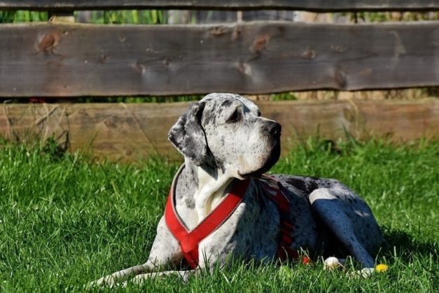 Miniature Great Dane: Facts, Origin & History (With Pictures) | Hepper ...