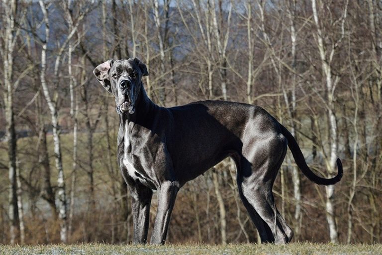 How Long Do Great Danes Live? Average Lifespan, Data & Care Guide ...