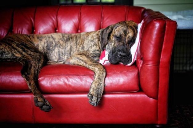 Why Does My Great Dane Lean on Me? Vet-Reviewed Behaviour | Hepper Pet ...
