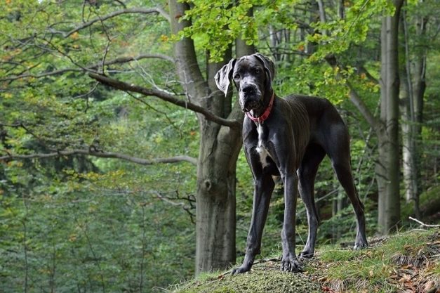 16 Interesting & Unusual Great Dane Facts | Hepper Pet Resources