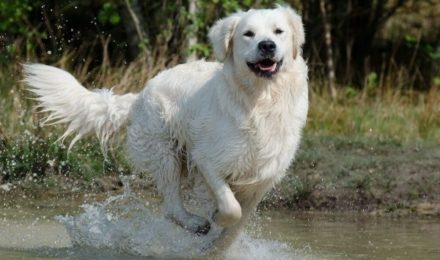 20 Surprising Great Pyrenees Facts | Hepper Pet Resources