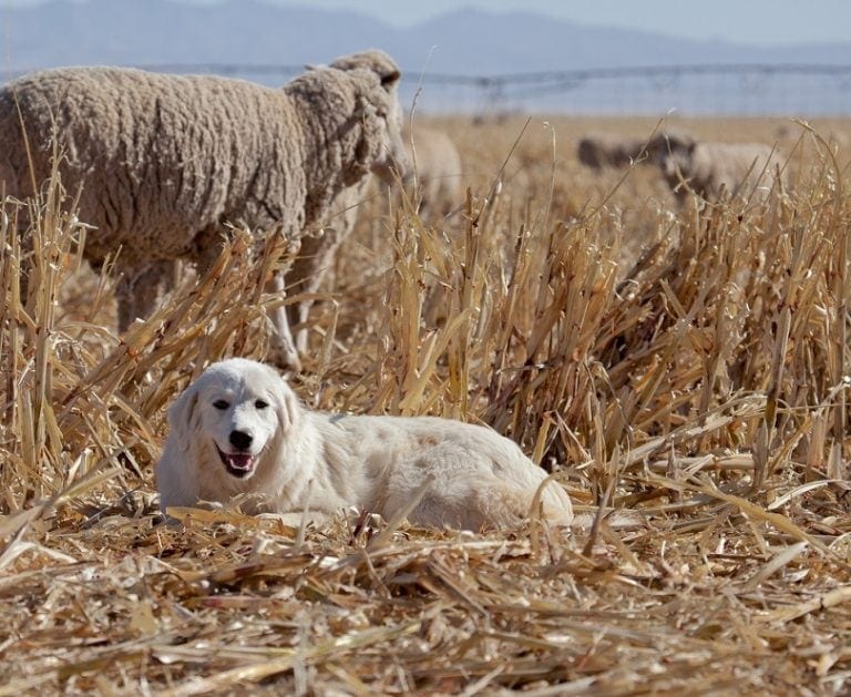 21 Great Farm Dog Breeds (With Info & Pictures) | Hepper Pet Resources