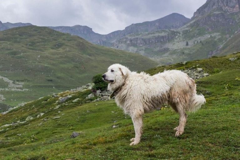 12 French Dog Breeds: Info, Pictures & Origins | Hepper Pet Resources