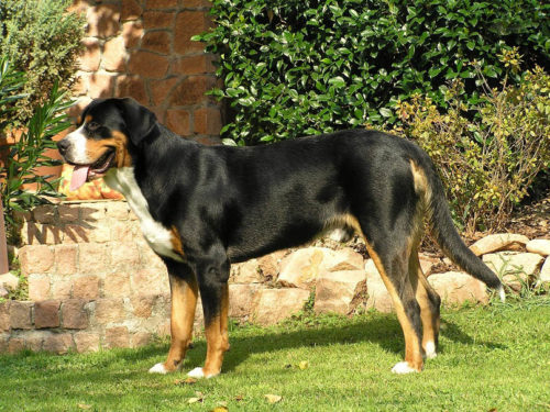 80 Amazing Names for Greater Swiss Mountain Dogs (2026 Update) | Hepper ...