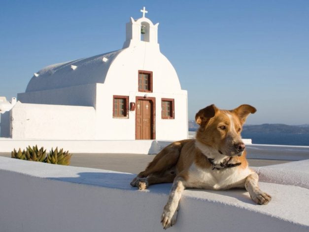 6 Greek Dog Breeds (With Info & Pictures) | Hepper Pet Resources