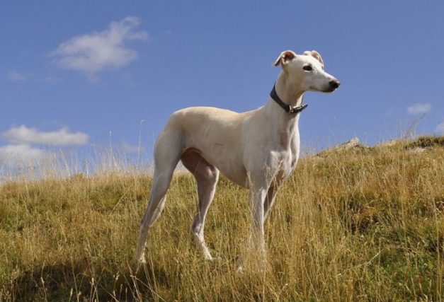 20 Best Dog Breeds for Seniors & the Elderly (With Info & Pictures ...