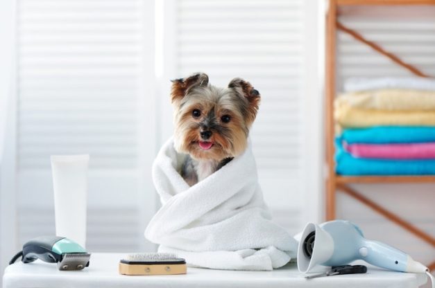 How to Dry a Dog After a Bath in 5 Vet-Approved Steps | Hepper Pet ...