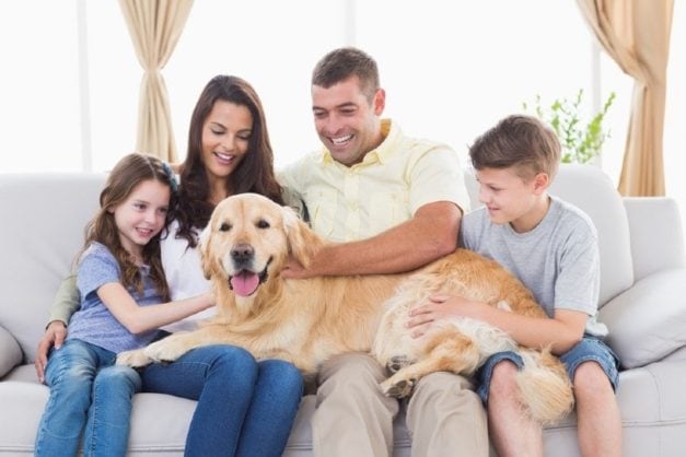 25 Most Popular Family Dog Breeds (With Info & Pictures) | Hepper Pet ...