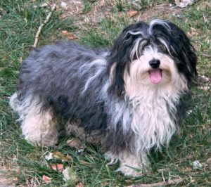 Shih Tzu vs. Havanese: What’s the Difference? (With Pictures) | Hepper ...