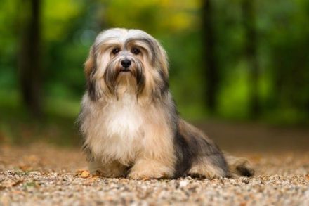11 Best Small Dogs for First-Time Owners (With Pictures) | Hepper Pet ...