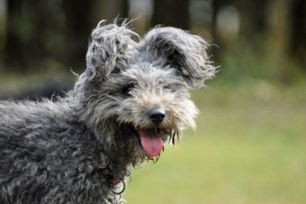 25 Gray Dog Breeds (With Pictures) | Hepper Pet Resources