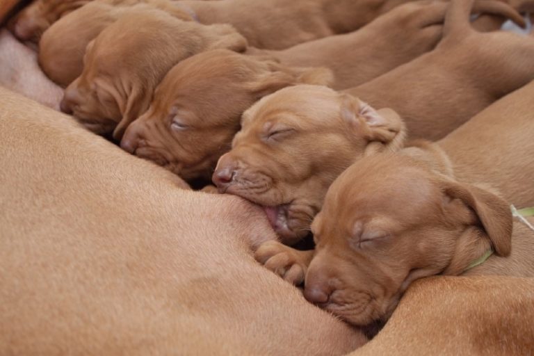 Why Do Dogs Sometimes Eat Their Placenta? Understanding What's Normal ...