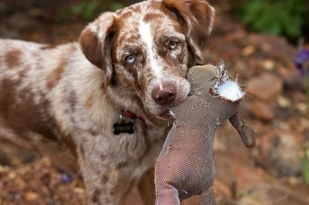 Top 12 Bird Hunting Dog Breeds (With Info & Pictures) | Hepper Pet ...