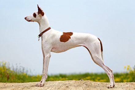 10 Skinny Dog Breeds: Info, History & Pictures | Hepper Pet Resources