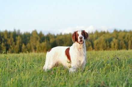 4 Irish Setter Colors (With Info & Pictures) | Hepper Pet Resources