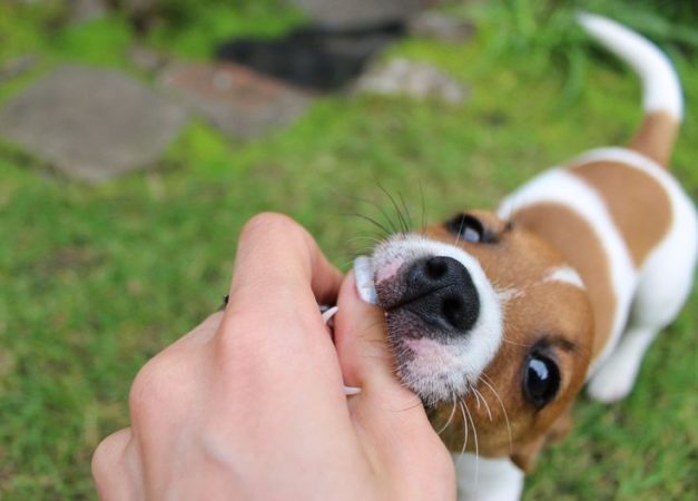 Why Puppies Bite: 8 Vet-Reviewed Reasons & How to Stop It | Hepper Pet ...