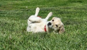 5 Reasons Dog Rolls in Poop (and How to Stop It) | Hepper Pet Resources