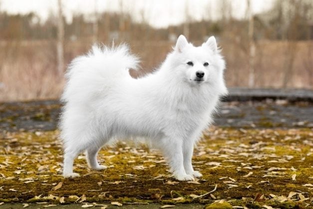 16 Spitz Dog Breeds: An Overview (With Info & Pictures) | Hepper Pet ...