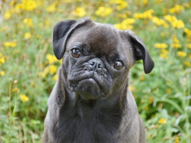 32 Pug Mixed Breeds (With Info & Pictures) | Hepper Pet Resources
