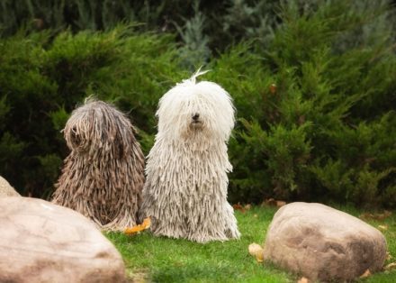15 Dog Breeds With Dreadlocks: Info, History, Pictures & Facts | Hepper ...