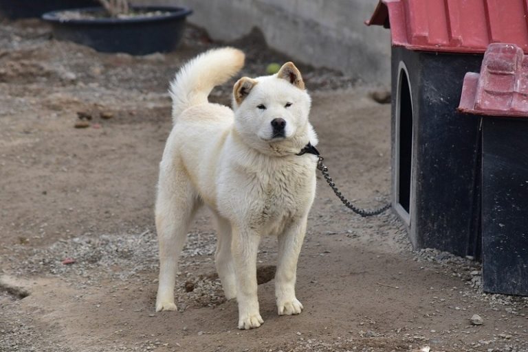 100+ Korean Dog Names: Innovative Ideas (With Meanings) | Hepper Pet ...