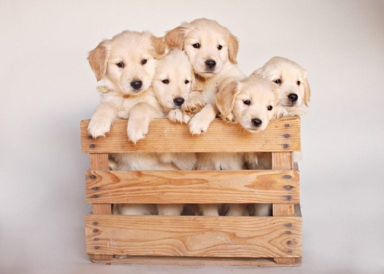 5 Consequences of Inbreeding in Dogs: Vet-Reviewed Inherent Problems ...