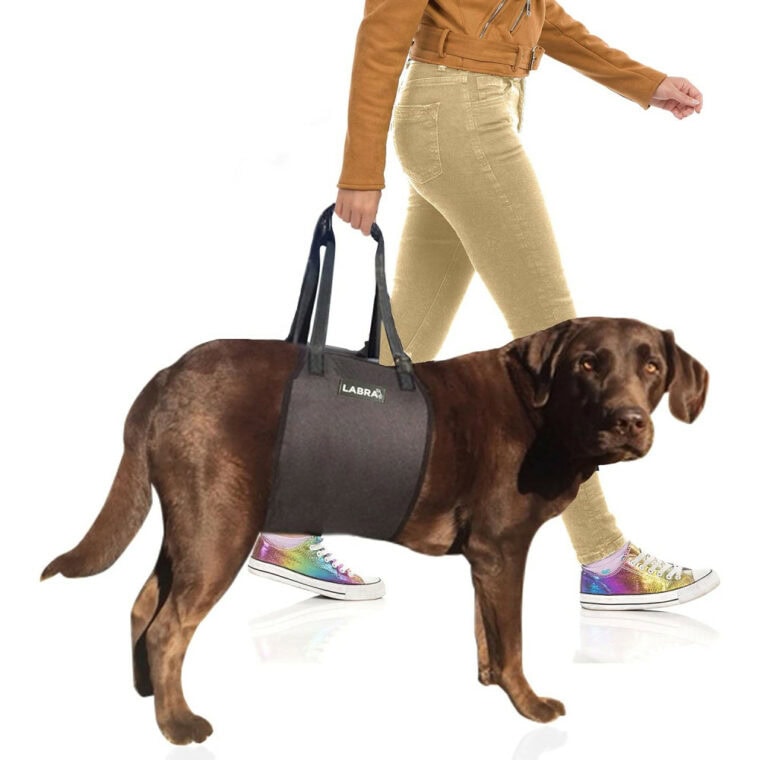 10 Best Dog Harnesses to Support Back Legs [Reviews 2026 ]