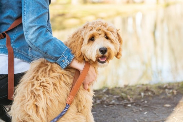 How To Train a Labradoodle: 15 Vet Reviewed Tips | Hepper Pet Resources
