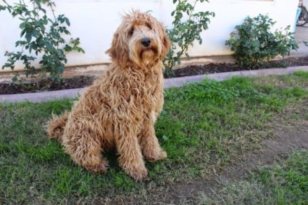 Do Labradoodles Shed a Lot? Grooming Guide & FAQs | Hepper Pet Resources