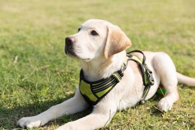 How to Train a Labrador Puppy: 9 Vet-Approved Tips & Tricks | Hepper ...