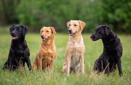 10 Most Popular Dog Breeds in Florida in 2025 (With Info & Pictures ...