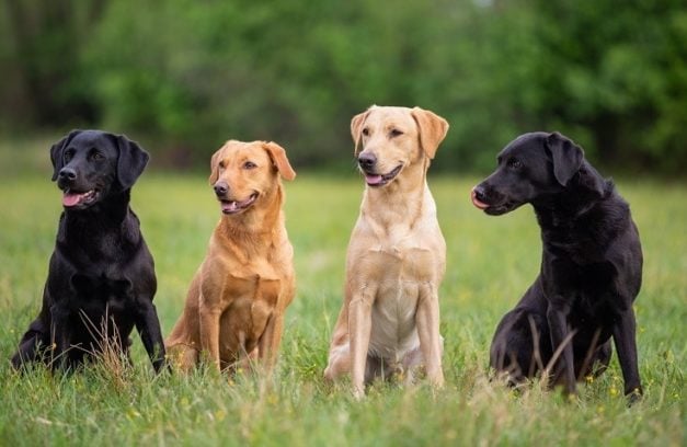 65 Dog Breeds That Start With L: Complete List (With Info & Pictures ...